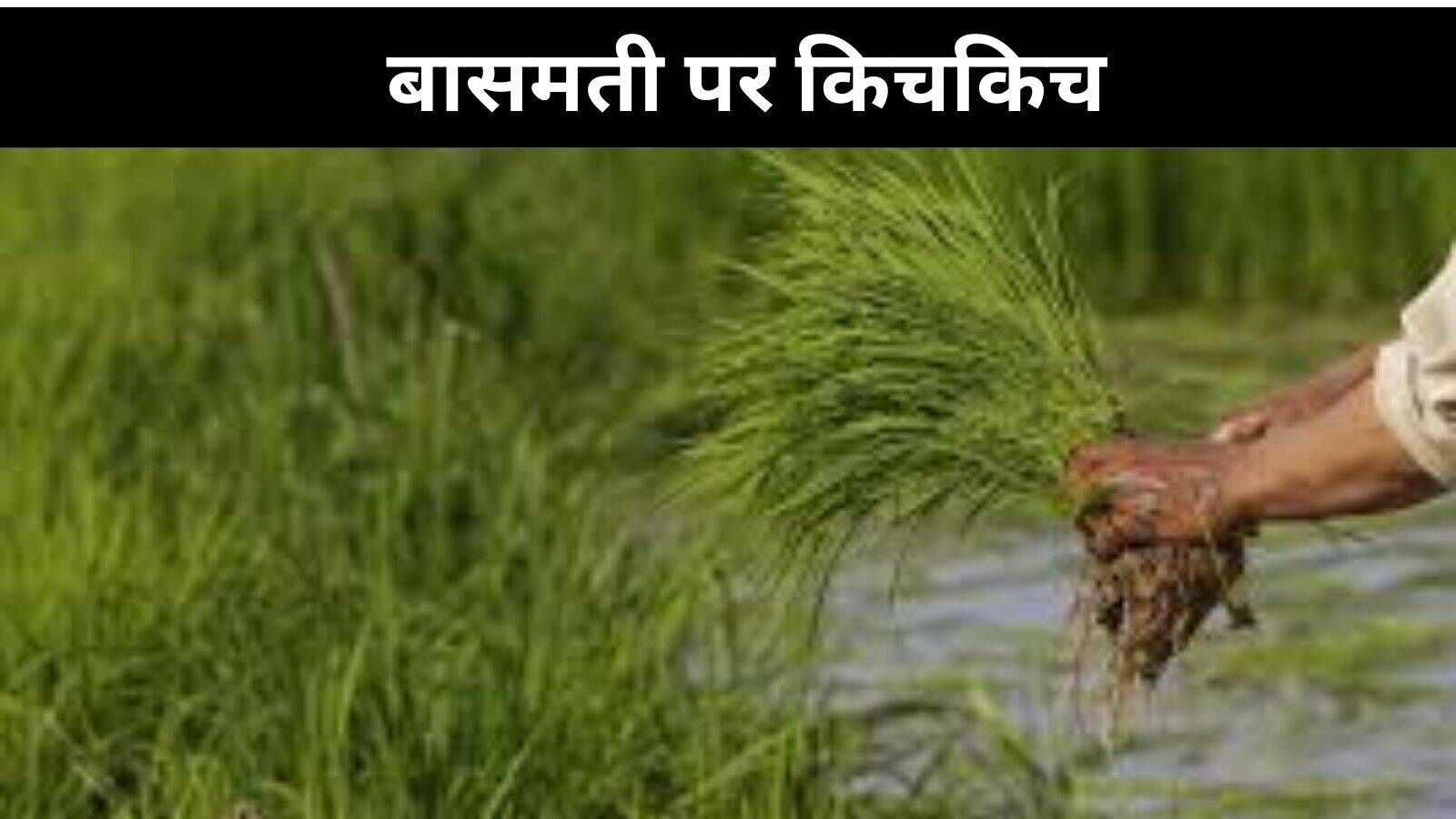 बासमती GI टैग पर भारत-पाकिस्तान में मची रार, क्यों रोड़ा बना मध्य ...